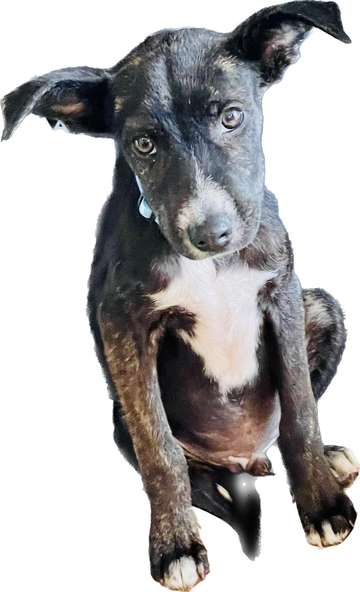 Available Dogs - Fly To Freedom Dog Rescue