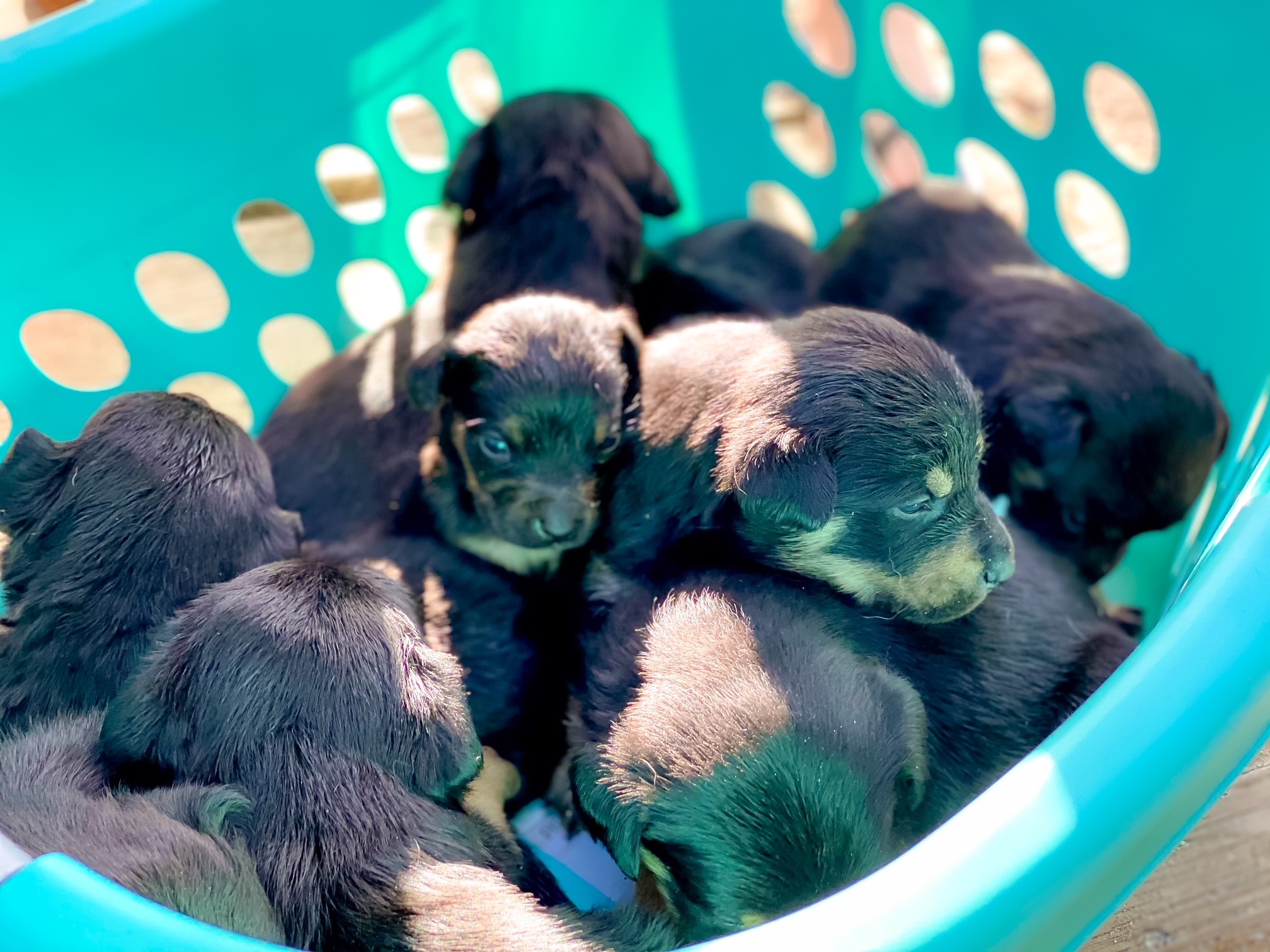 CONTACT US – Fly To Freedom Dog Rescue